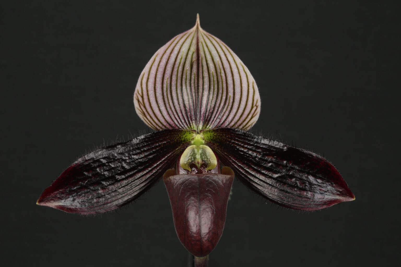 Paphiopedilum | Lehua Orchids | The Slipper Zone