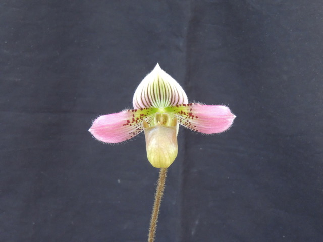 91202 Paphiopedilum acmodontum | Lehua Orchids | The Slipper Zone