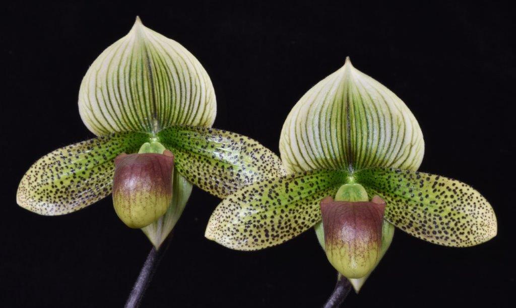 Paphiopedilum Enchanting Pleasure 'Slipper Zone Well I Never!' FCC/AOS | Lehua Orchids | The ...