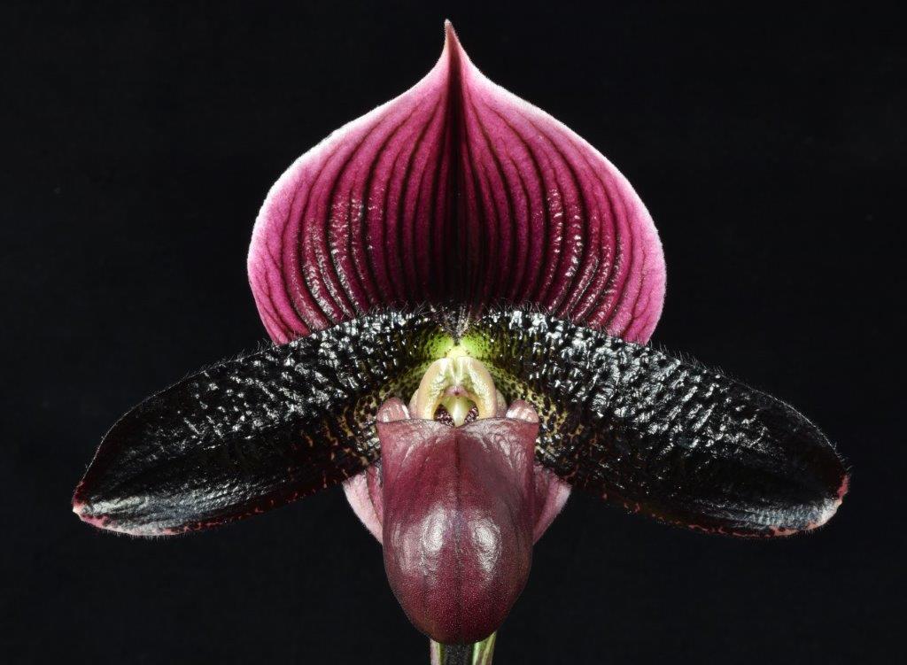 Paphiopedilum Magically Fred 'Slipper Zone In Hilo!' FCC/AOS | Lehua ...