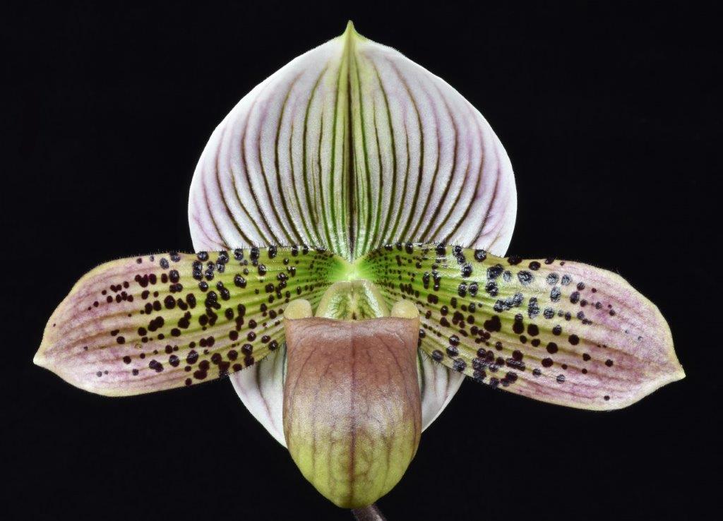 Paphiopedilum Pleasure in Pink 'Slipper Zone Syn Wins' AM/AOS | Lehua Orchids | The Slipper Zone
