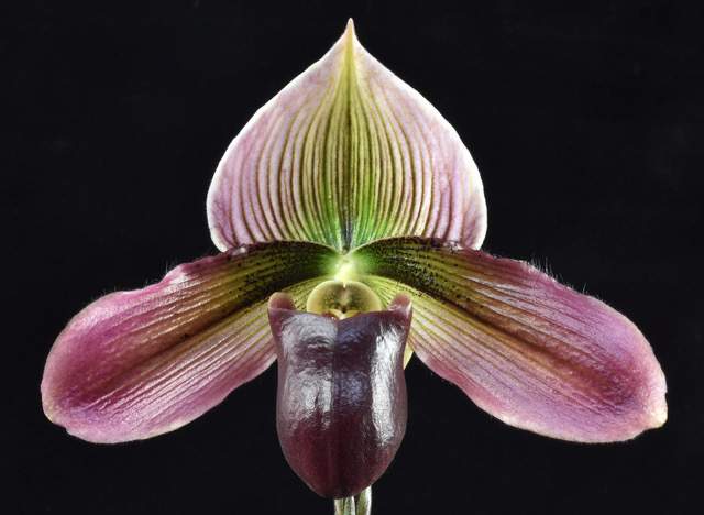 Paphiopedilum Wonderful Fred 'Slipper Zone Boldly Upright' AM/AOS ...