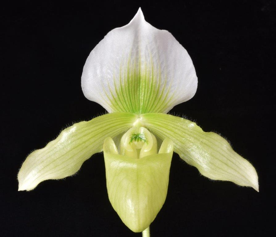 Paphiopedilum Fred's Barbie 'Slipper Zone Monster' HCC/AOS | Lehua ...
