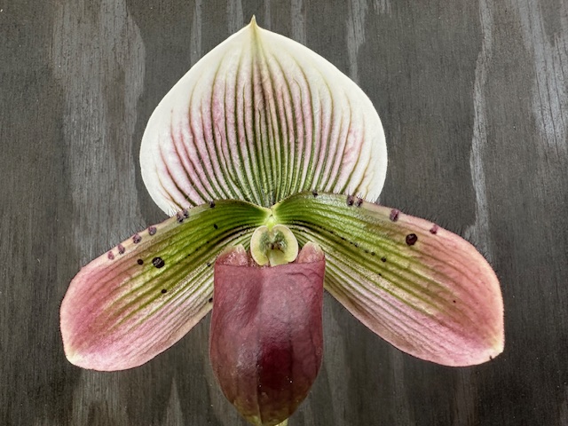 Paphiopedilum Petula's Voodoo 'Skyscraper'' | Lehua Orchids | The ...